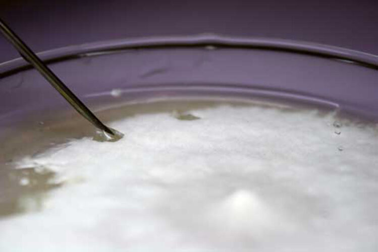 Liquid Culture Recipe – Mother Earth News